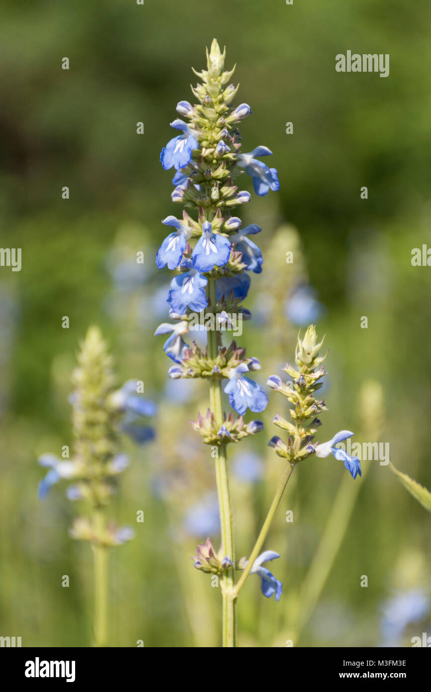 Bog Garden Plants High Resolution Stock Photography and Images - Alamy