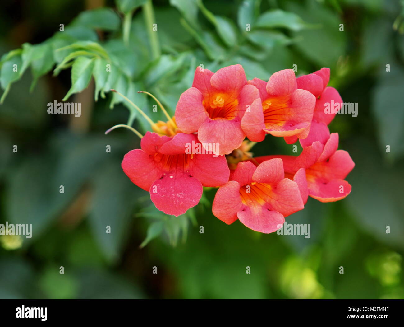flowers red bells on green background close to Stock Photo - Alamy