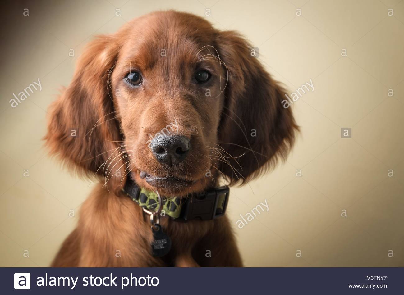 Irish Setter Puppy Stock Photos & Irish Setter Puppy Stock Images - Alamy