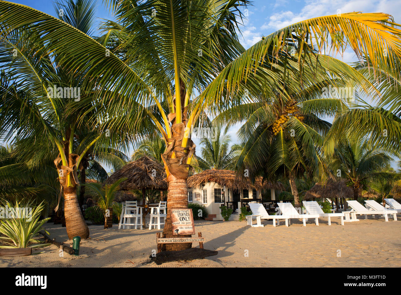 Palms on the beach in Placencia, Belize Stock Photo - Alamy