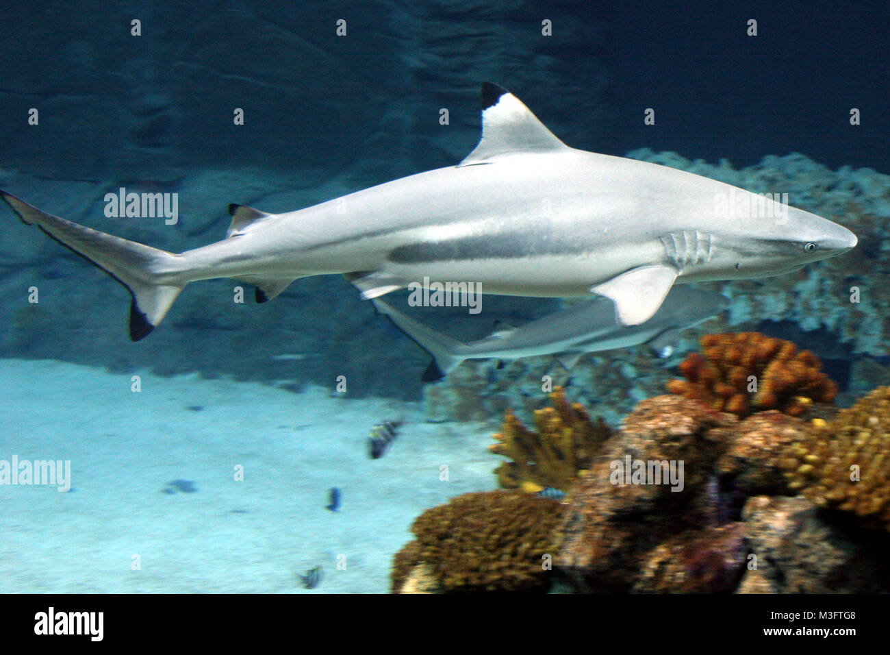 Haifisch hi-res stock photography and images - Alamy