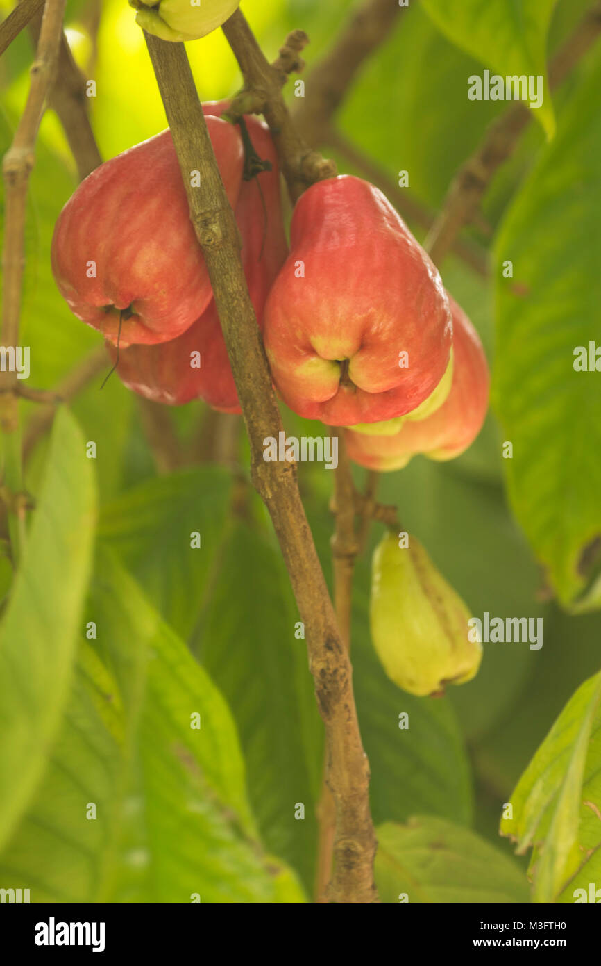 Jamaican Otaheite apple fruit in Ocho Rios, Jamaica, West Indies ...