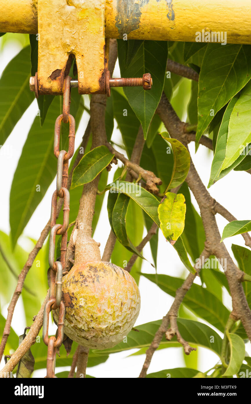 mammy fruit, Ocho Rios, Jamaica, West Indies, Caribbean Stock Photo - Alamy
