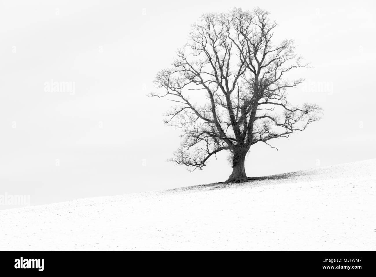 Single tree in a snowy English landscape Stock Photo - Alamy