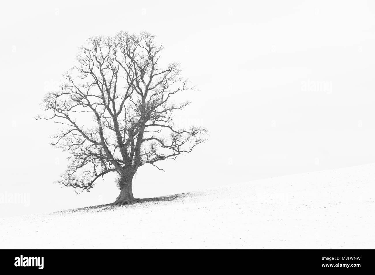 Single tree in a snowy English landscape Stock Photo - Alamy
