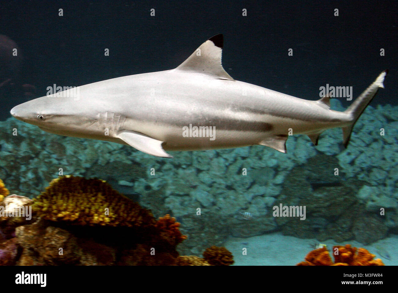 Haifisch hi-res stock photography and images - Alamy