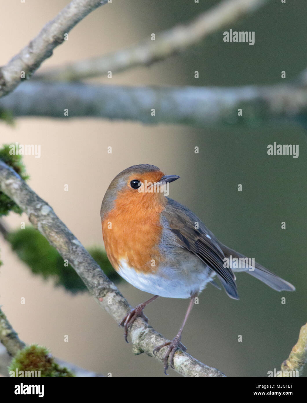 Robin at rest hi-res stock photography and images - Alamy