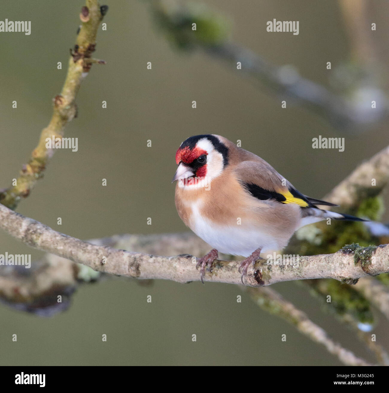 Irish marking hi-res stock photography and images - Alamy