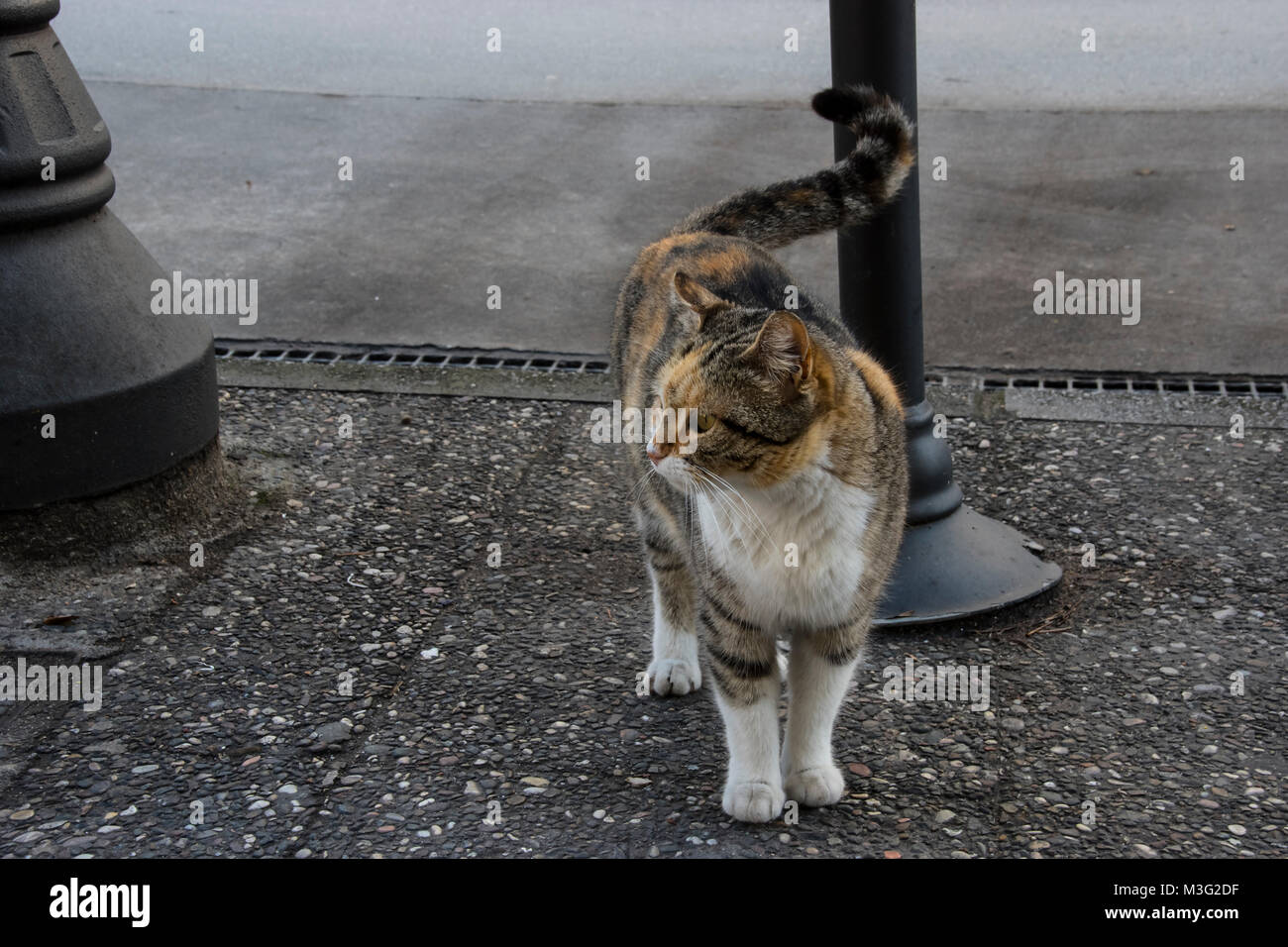 Domestic cat cute side view hi-res stock photography and images - Alamy