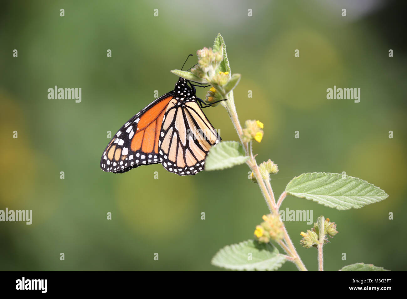 Monarch Butterfly in a meadow Stock Photo - Alamy
