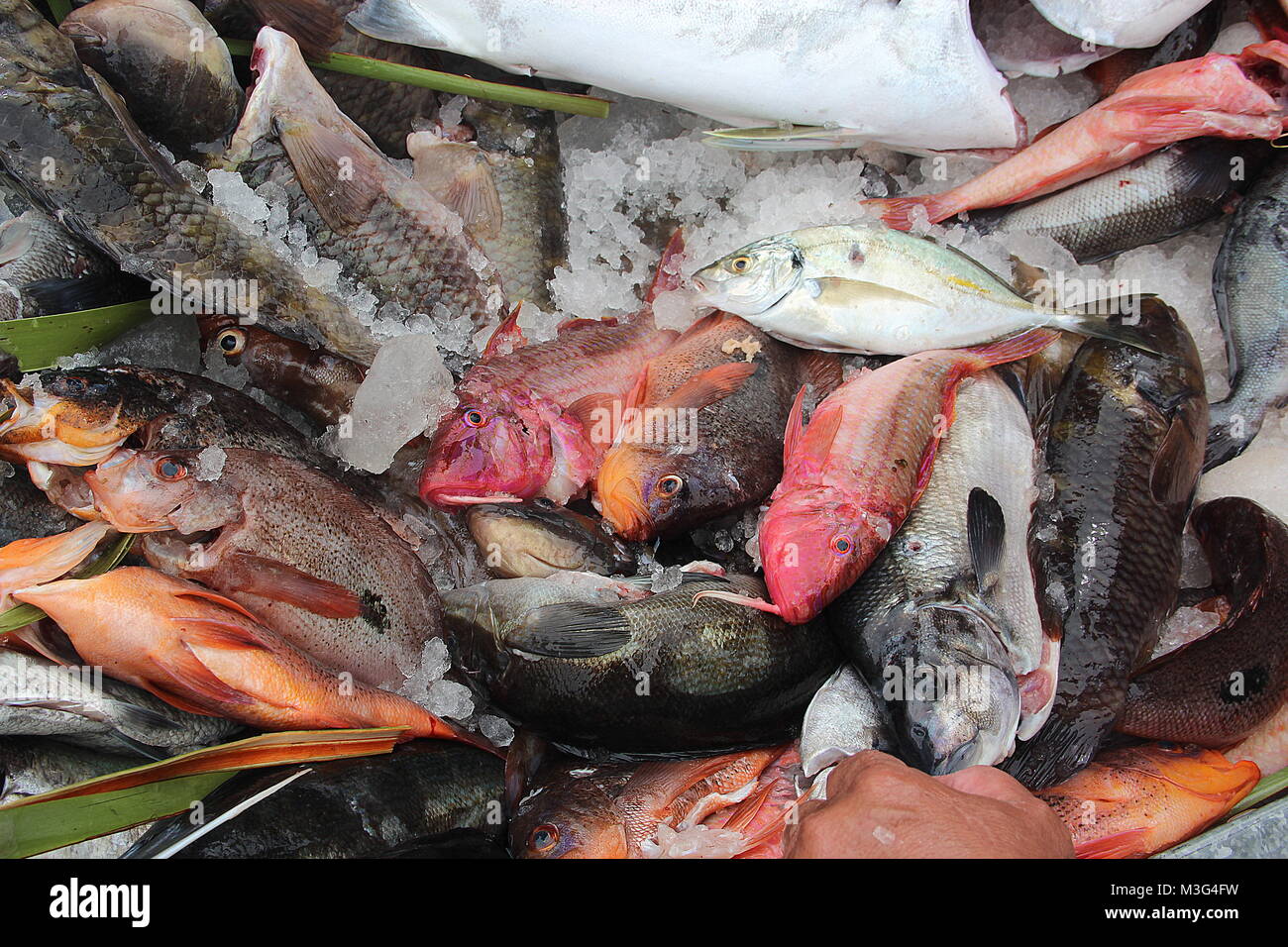 Fish Spearfishing competition catch Stock Photo - Alamy