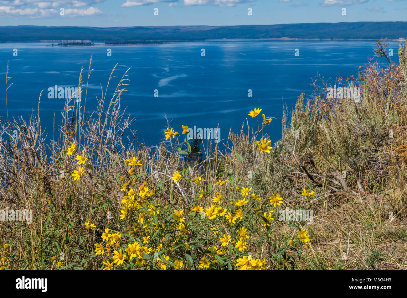View of Yellowstone Lake from Lake Butte Overlook. Yellowstone National ...