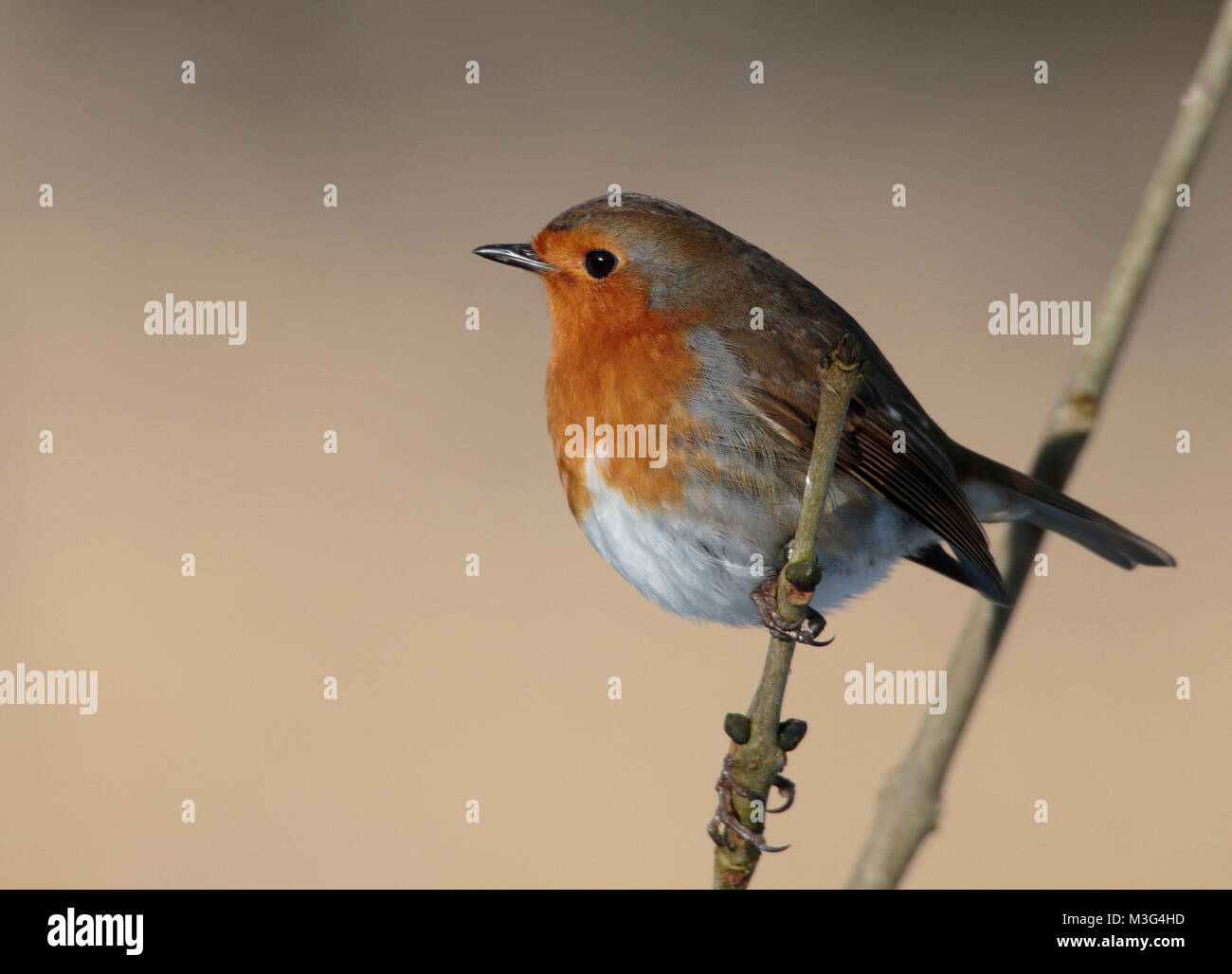 Robin at rest hi-res stock photography and images - Alamy