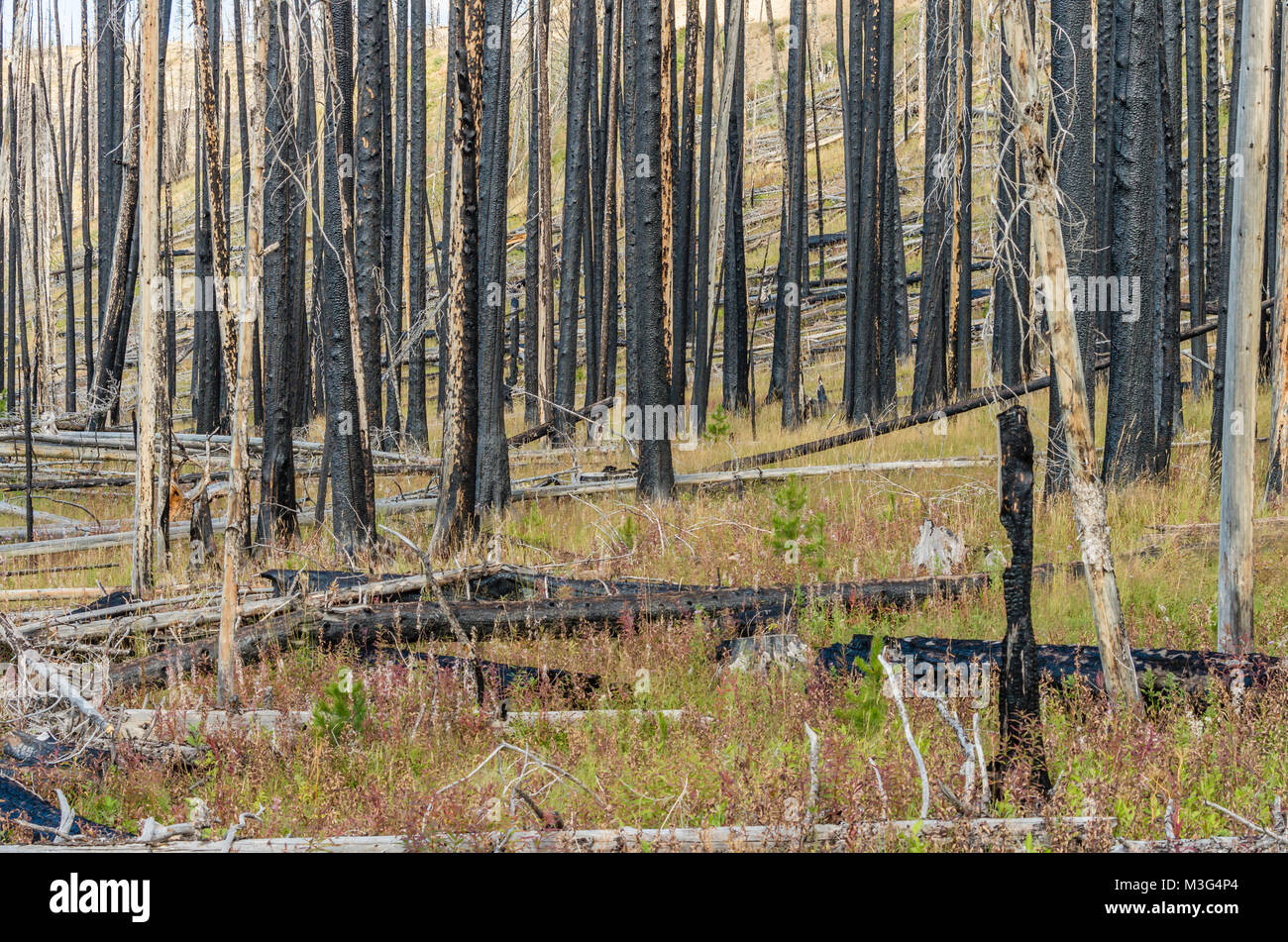 Dead standing timber killed by wildfires is slowly being replaced by ...