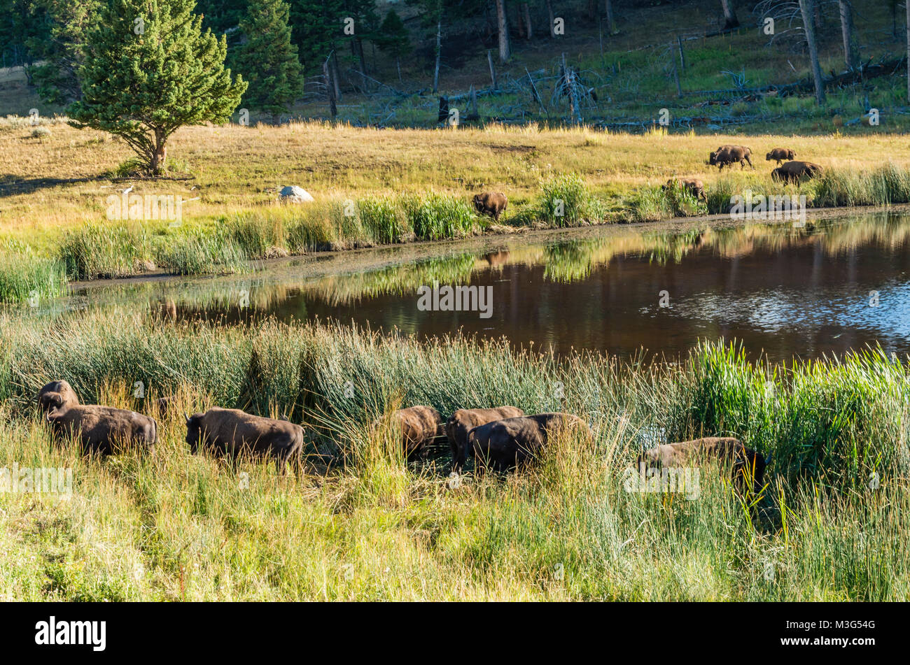 Herd of Bison grazing near Floating Island Lake. Yellowstone National ...