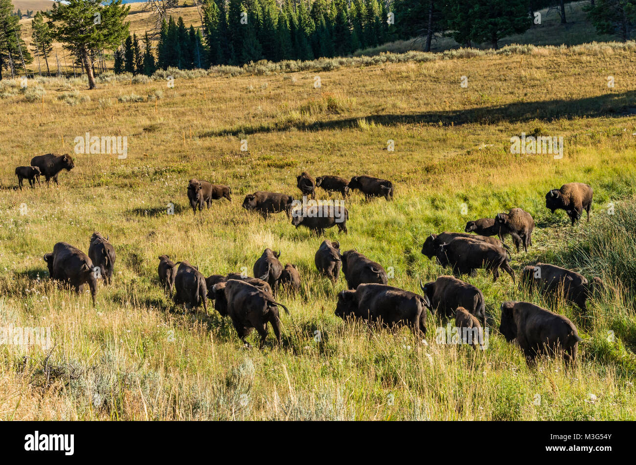Herd of Bison grazing near Floating Island Lake. Yellowstone National ...