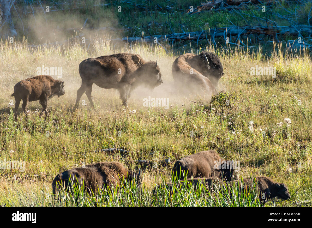 Herd of Bison taking a dust bath near Floating Island Lake. Yellowstone ...