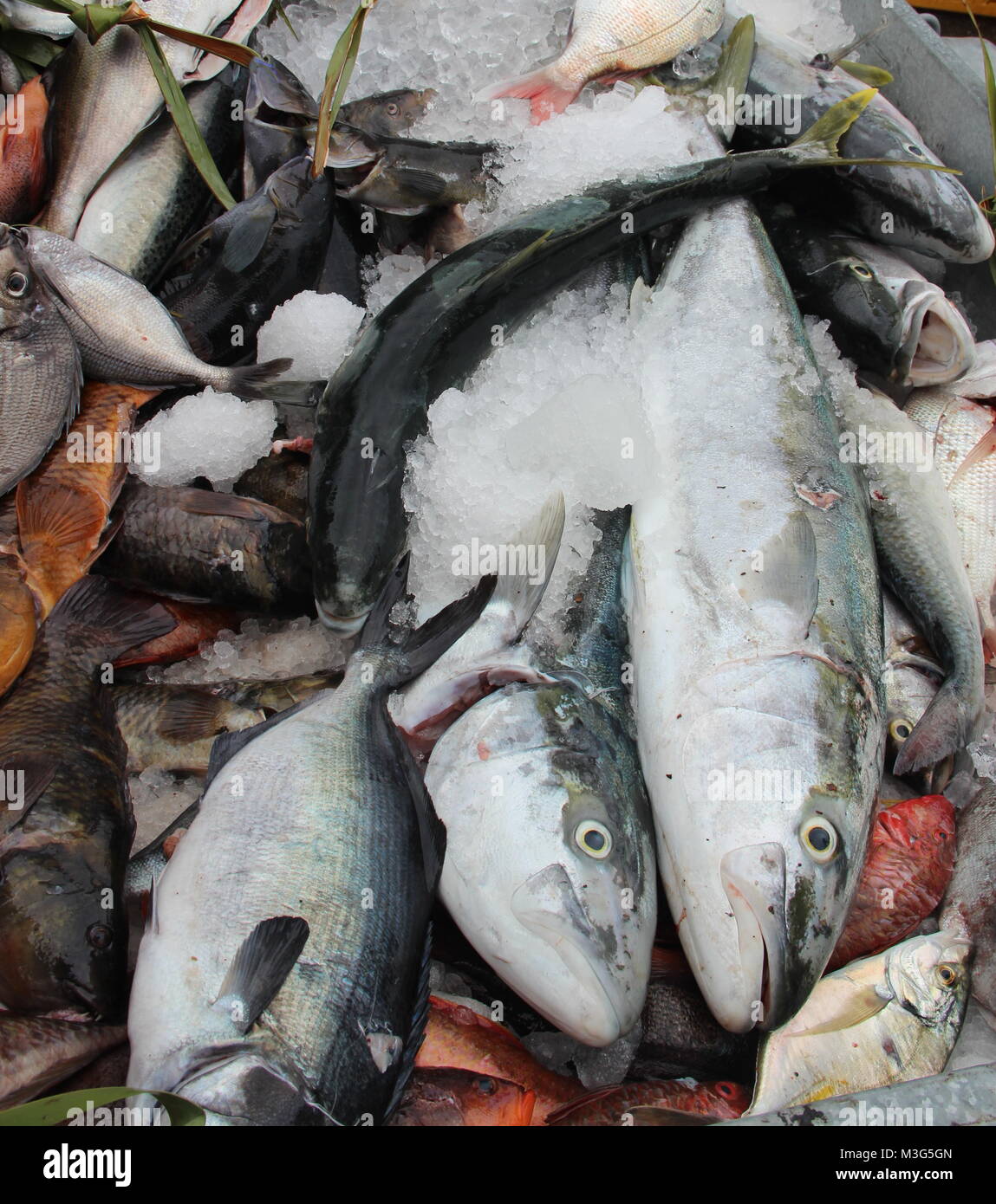 Fish Spearfishing competition catch Stock Photo - Alamy