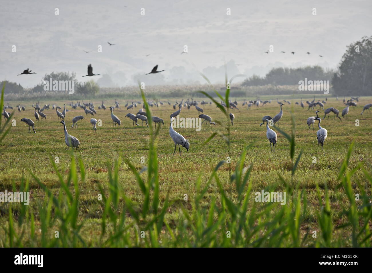 bird migration Hula lake Israel Stock Photo - Alamy