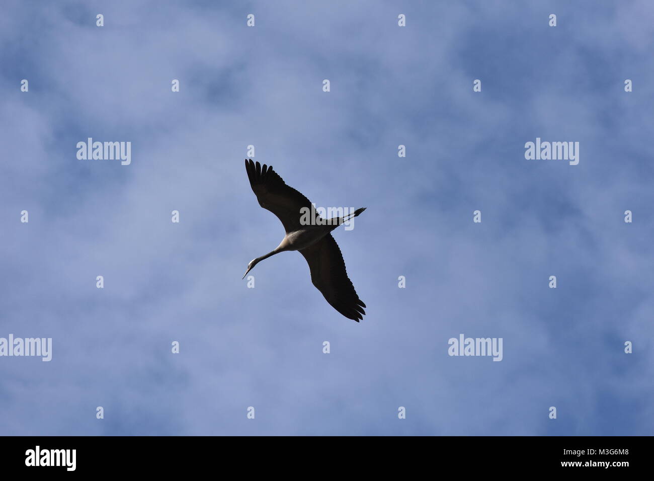 bird migration Hula lake Israel Stock Photo - Alamy