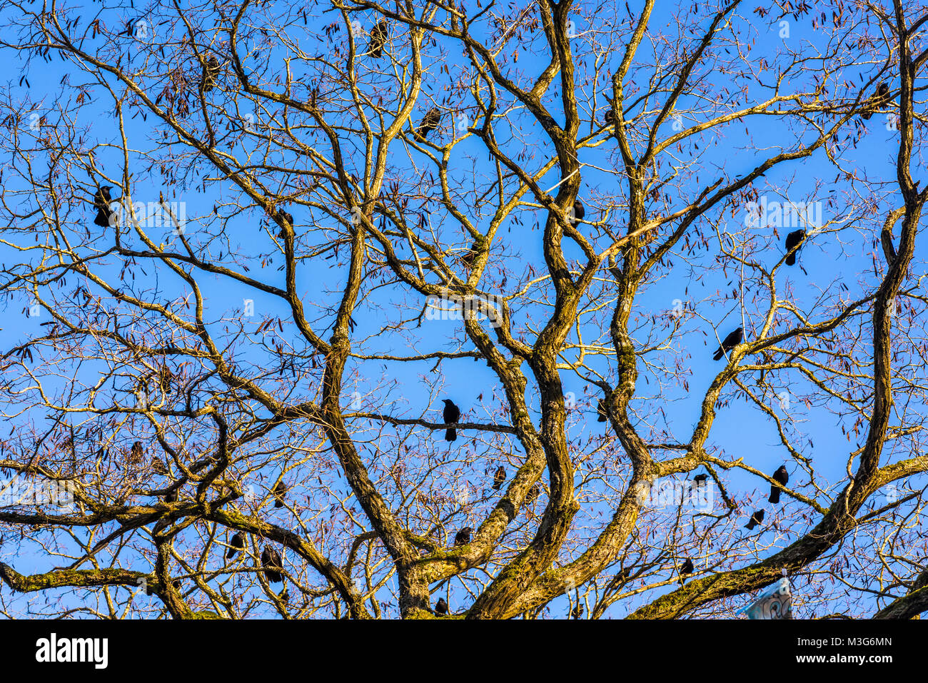 Crows and tree hi-res stock photography and images - Alamy