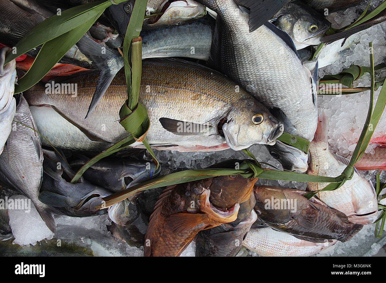Mullet fish catch hi-res stock photography and images - Alamy