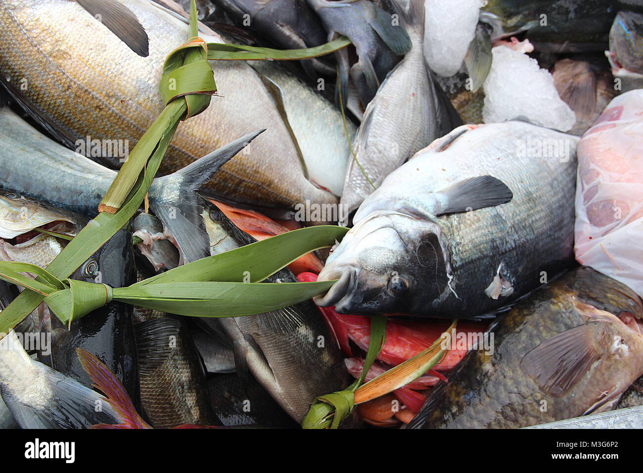 Fish Spearfishing competition catch Stock Photo - Alamy