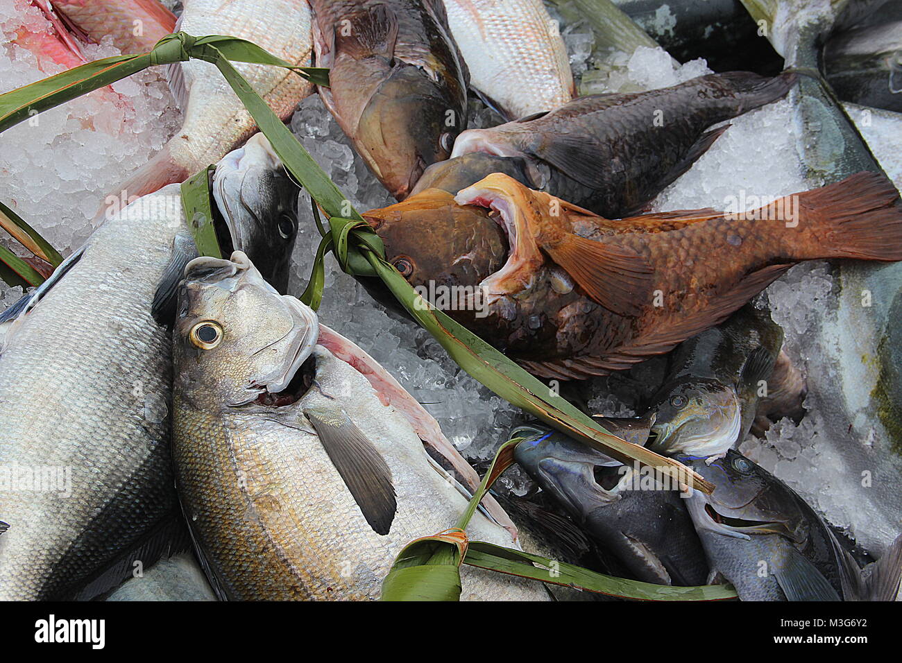 Fish Spearfishing competition catch Stock Photo - Alamy