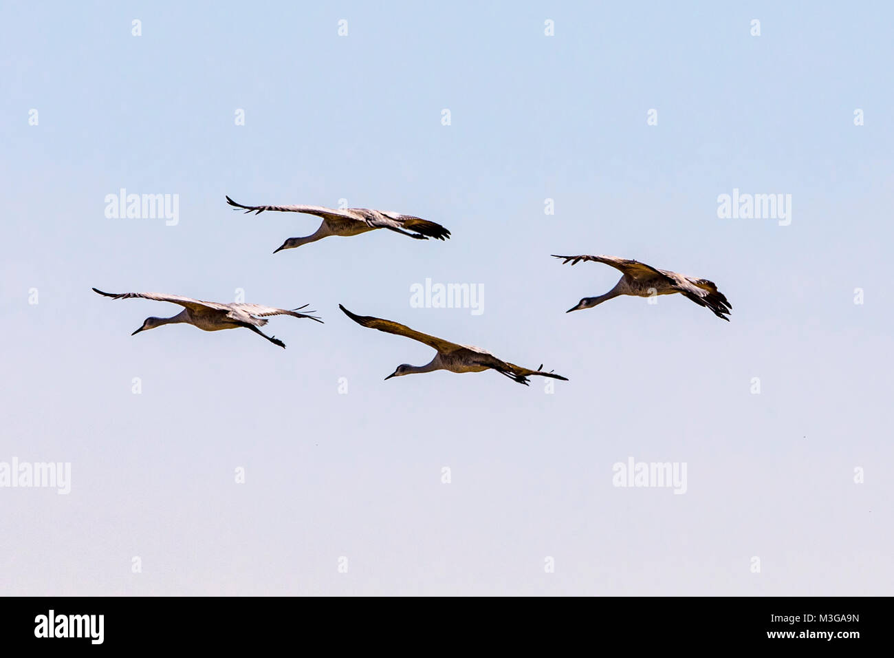 At the Merced National Wildlife Refuge in the Central Valley of ...