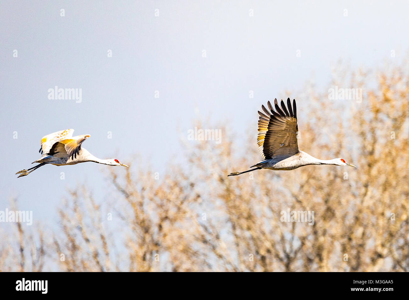 At the Merced National Wildlife Refuge in the Central Valley of ...