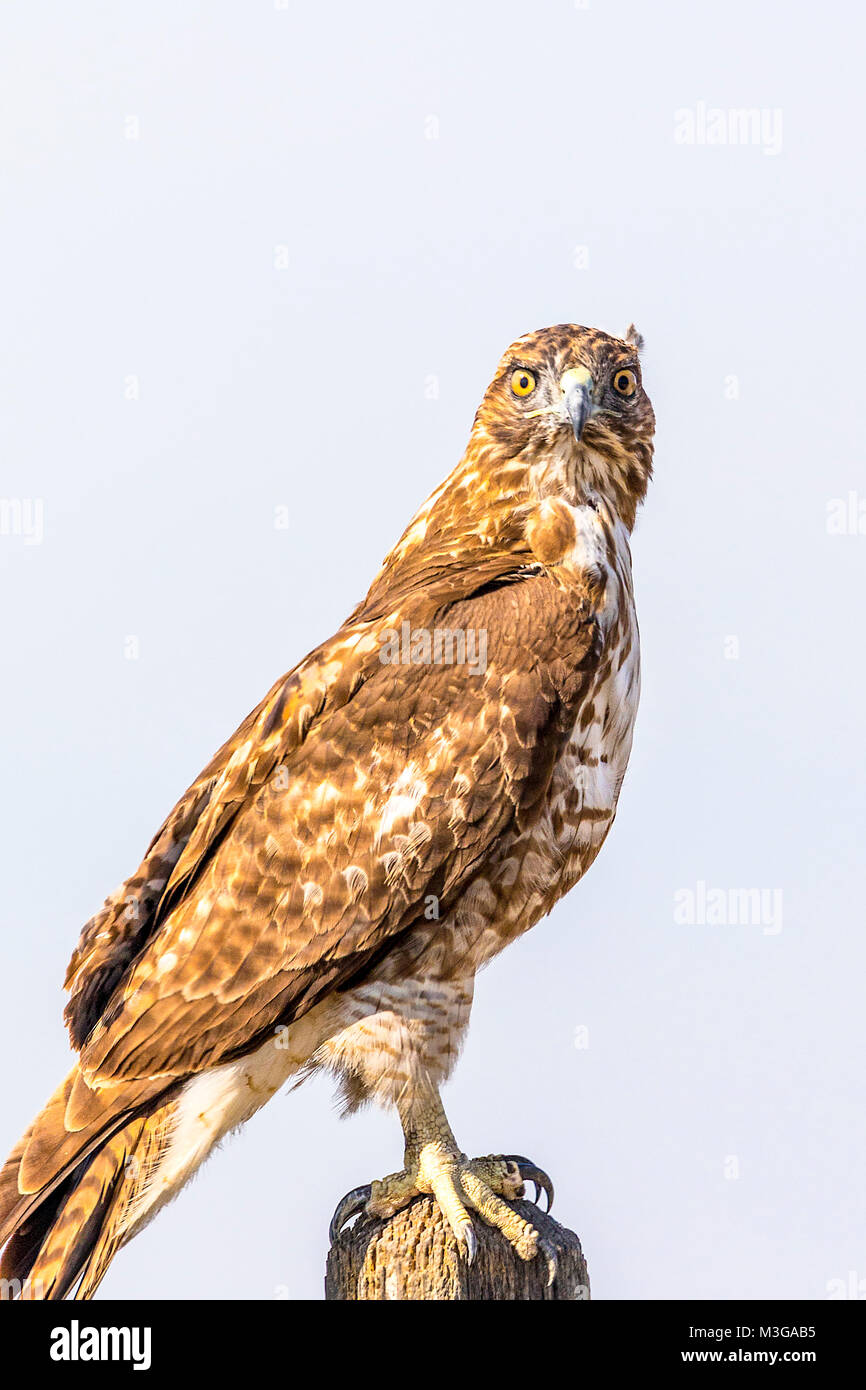 A Red Tailed Hawk juvenile (Buteo jamaicansis) at the Merced National ...