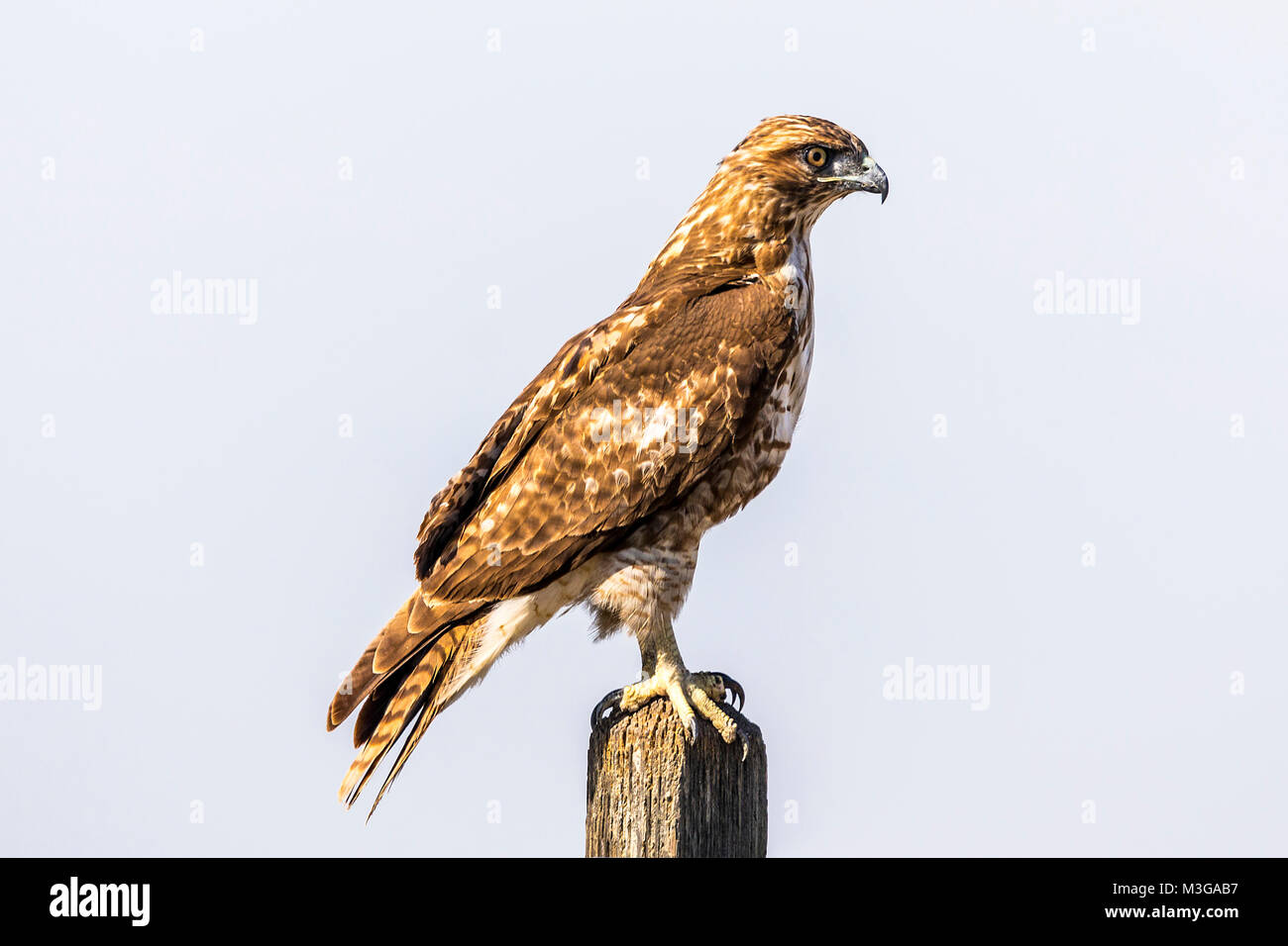 A Red Tailed Hawk juvenile (Buteo jamaicansis) at the Merced National ...