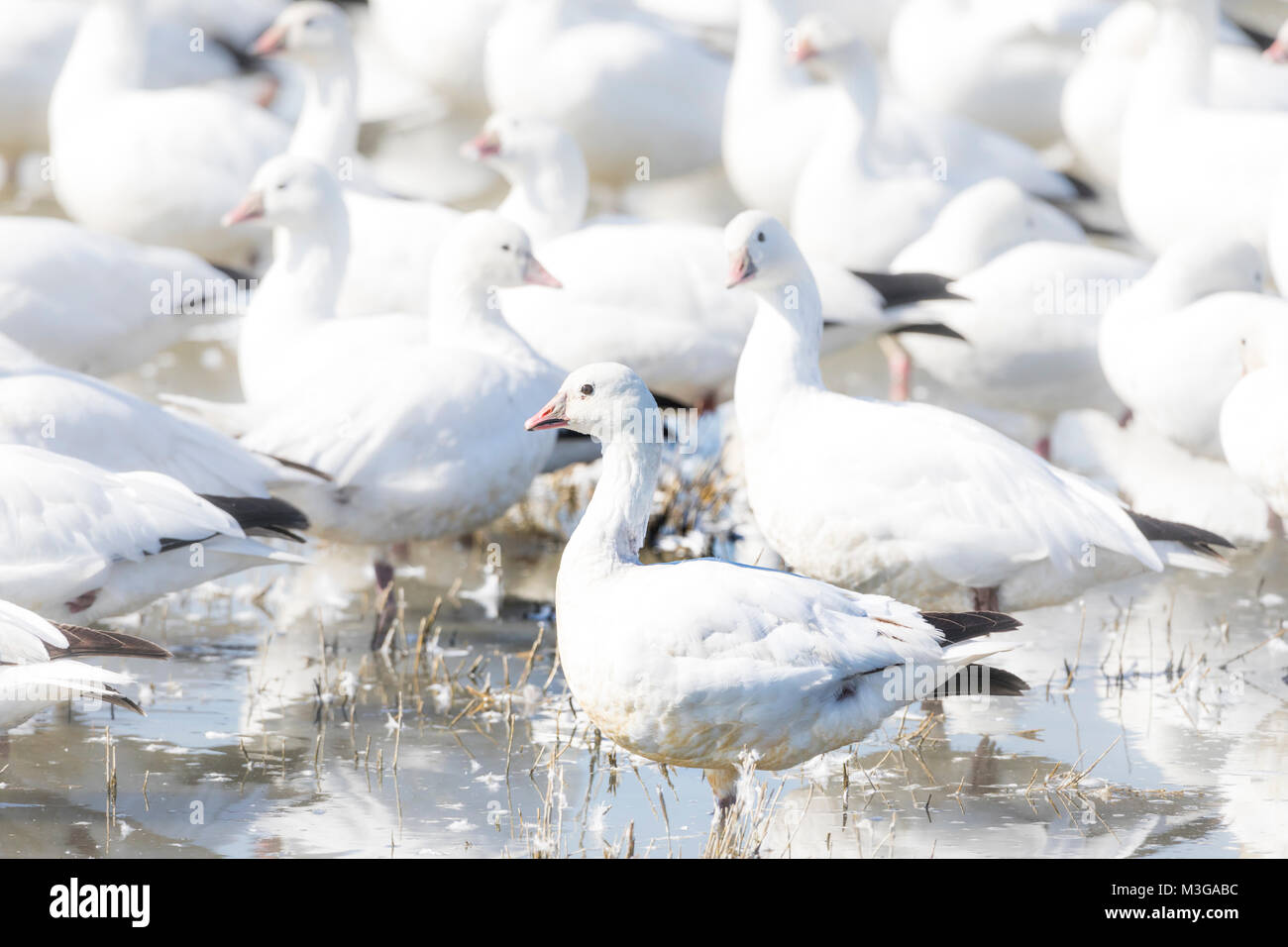 At the Merced National Wildlife Refuge in the Central Valley of ...