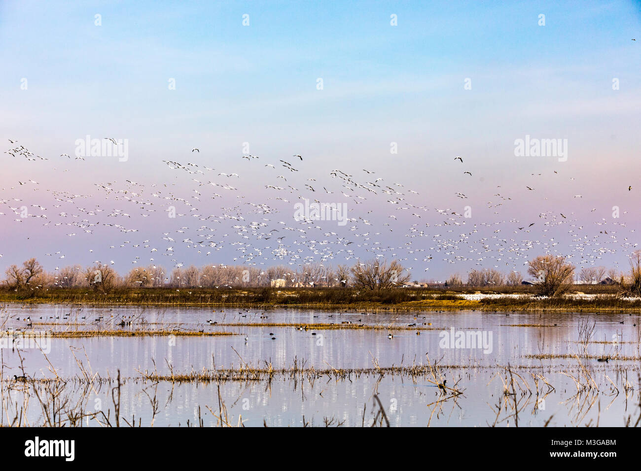 At the Merced National Wildlife Refuge in the Central Valley of ...