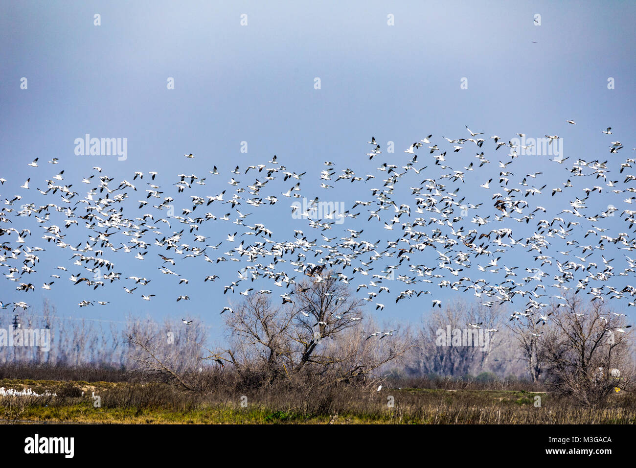 At the Merced National Wildlife Refuge in the Central Valley of ...