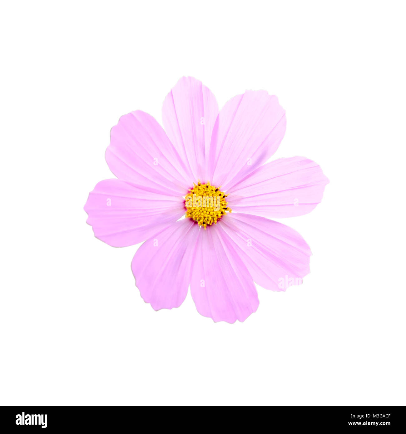 Cosmos flower field Cut Out Stock Images & Pictures - Alamy