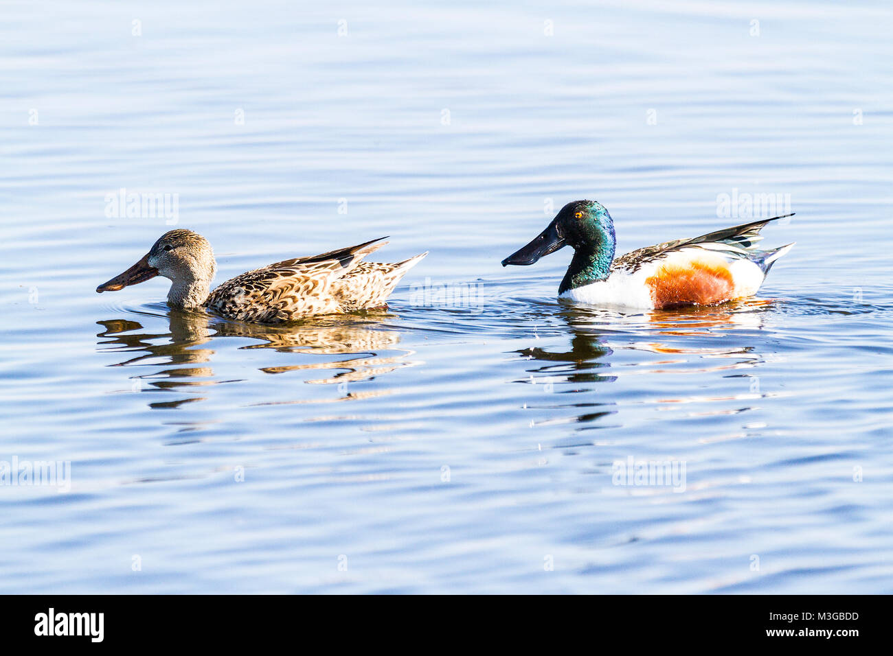 At the Merced National Wildlife Refuge in the Central Valley of ...