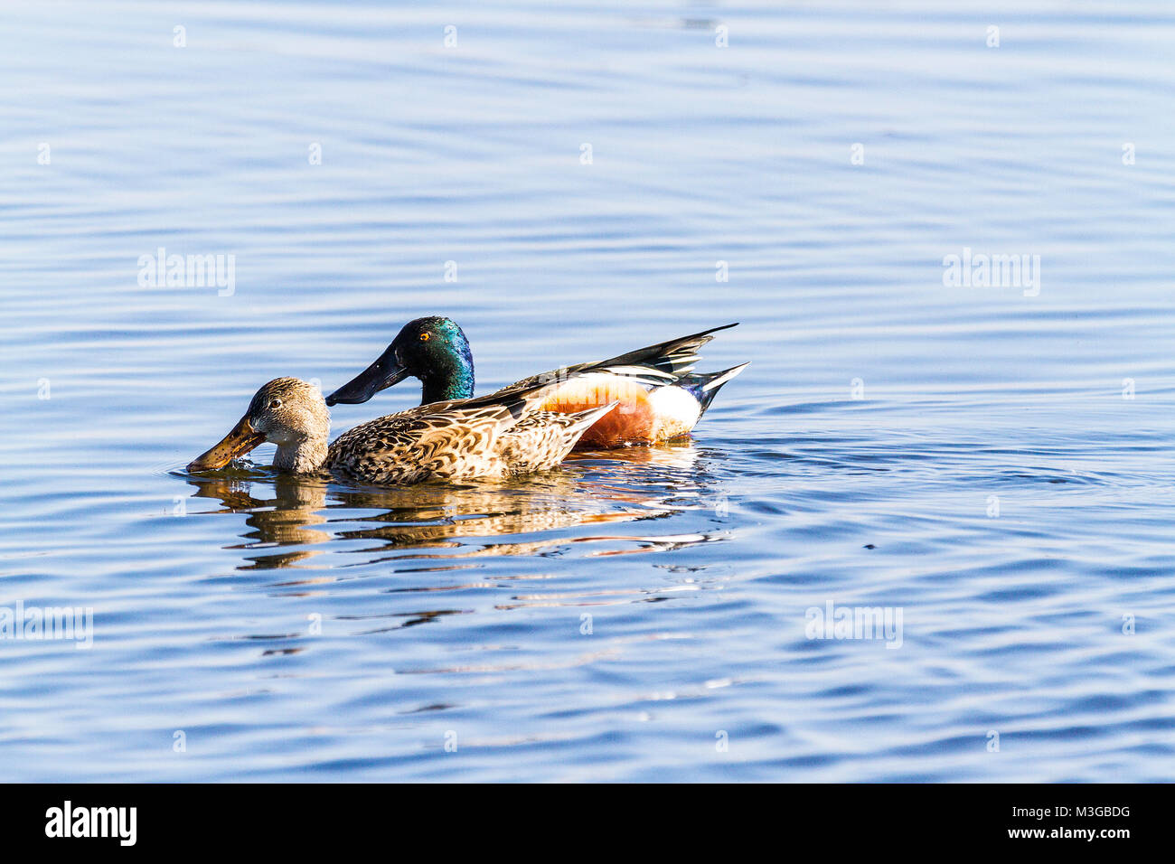 At the Merced National Wildlife Refuge in the Central Valley of ...