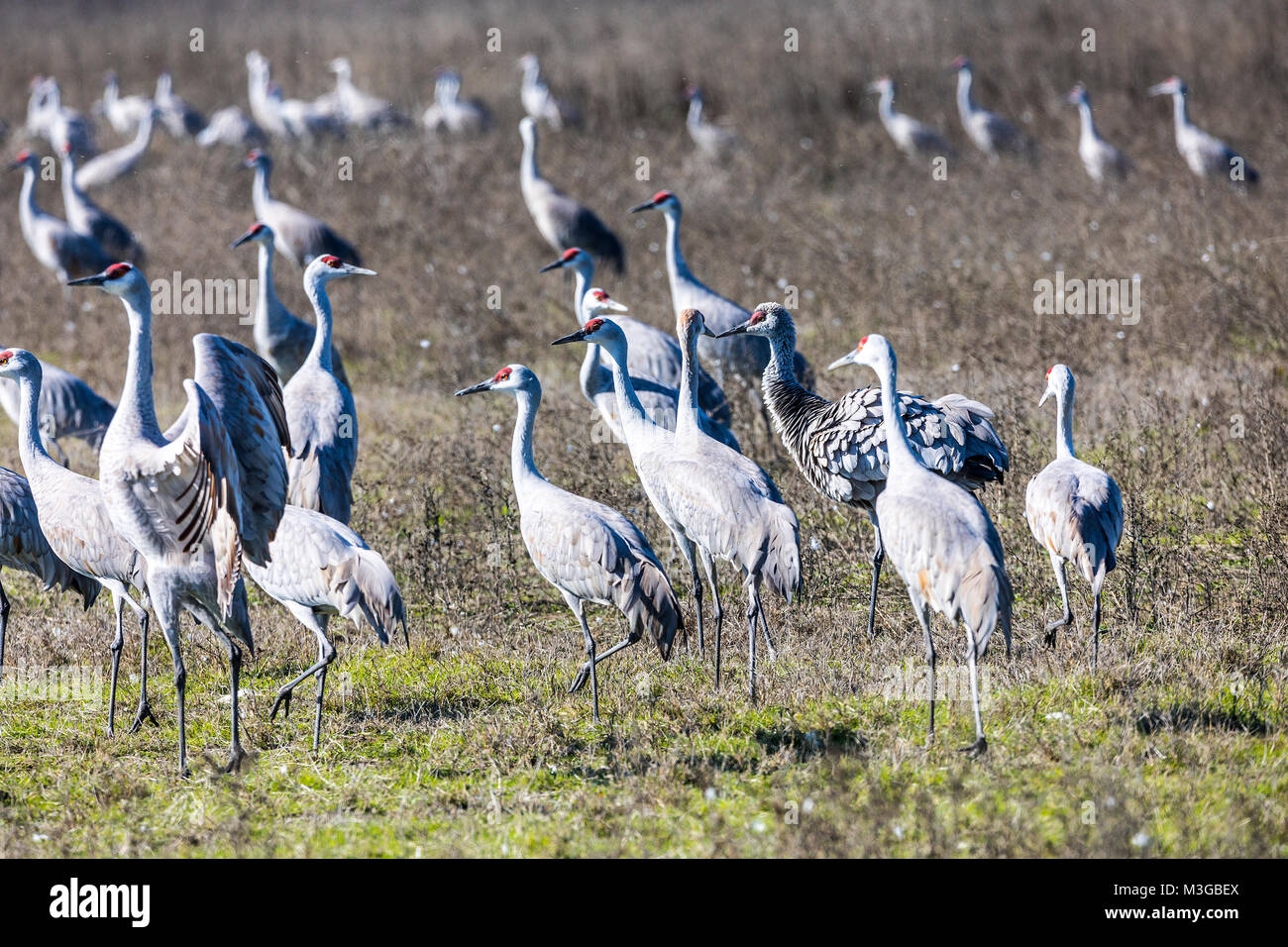 At the Merced National Wildlife Refuge in the Central Valley of ...