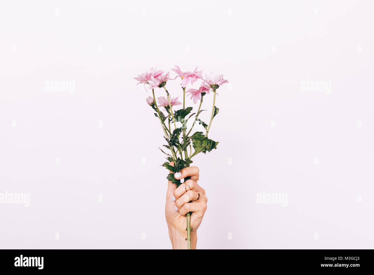 Pink flower in female hand with manicure on white background close-up ...