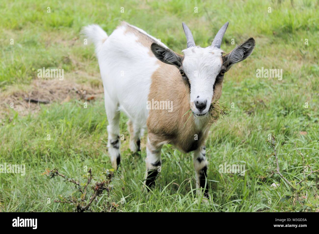 Happy goat hi-res stock photography and images - Alamy