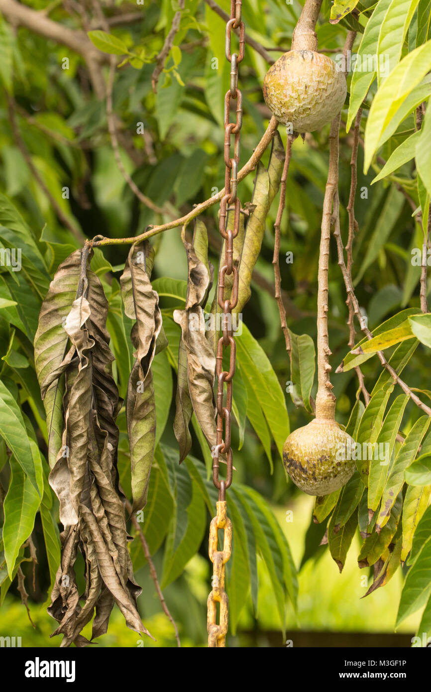 mammy fruit, Ocho Rios, Jamaica, West Indies, Caribbean Stock Photo - Alamy