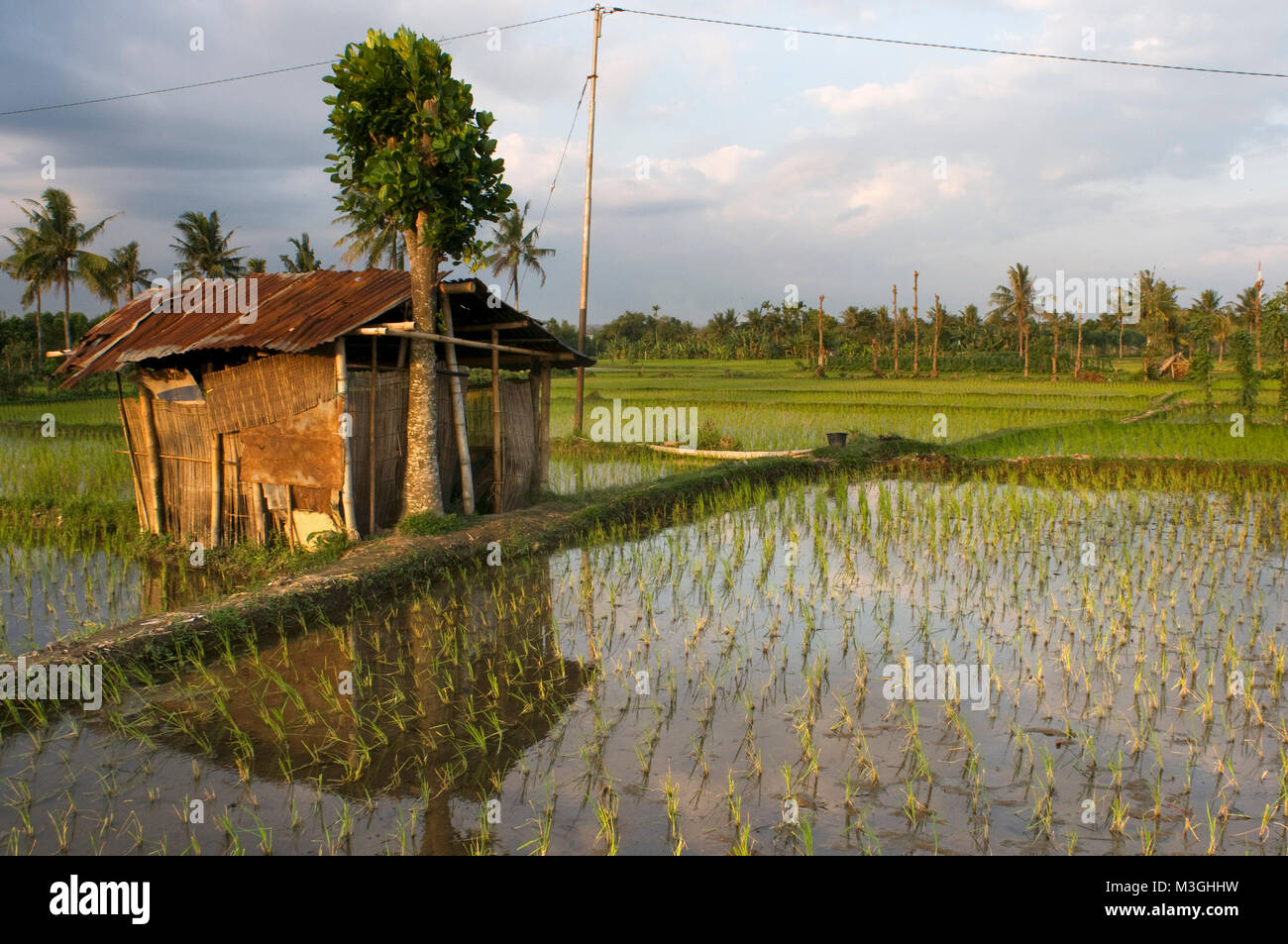 Rice fields near the city of Banyumulek, east of Lombok Stock Photo - Alamy