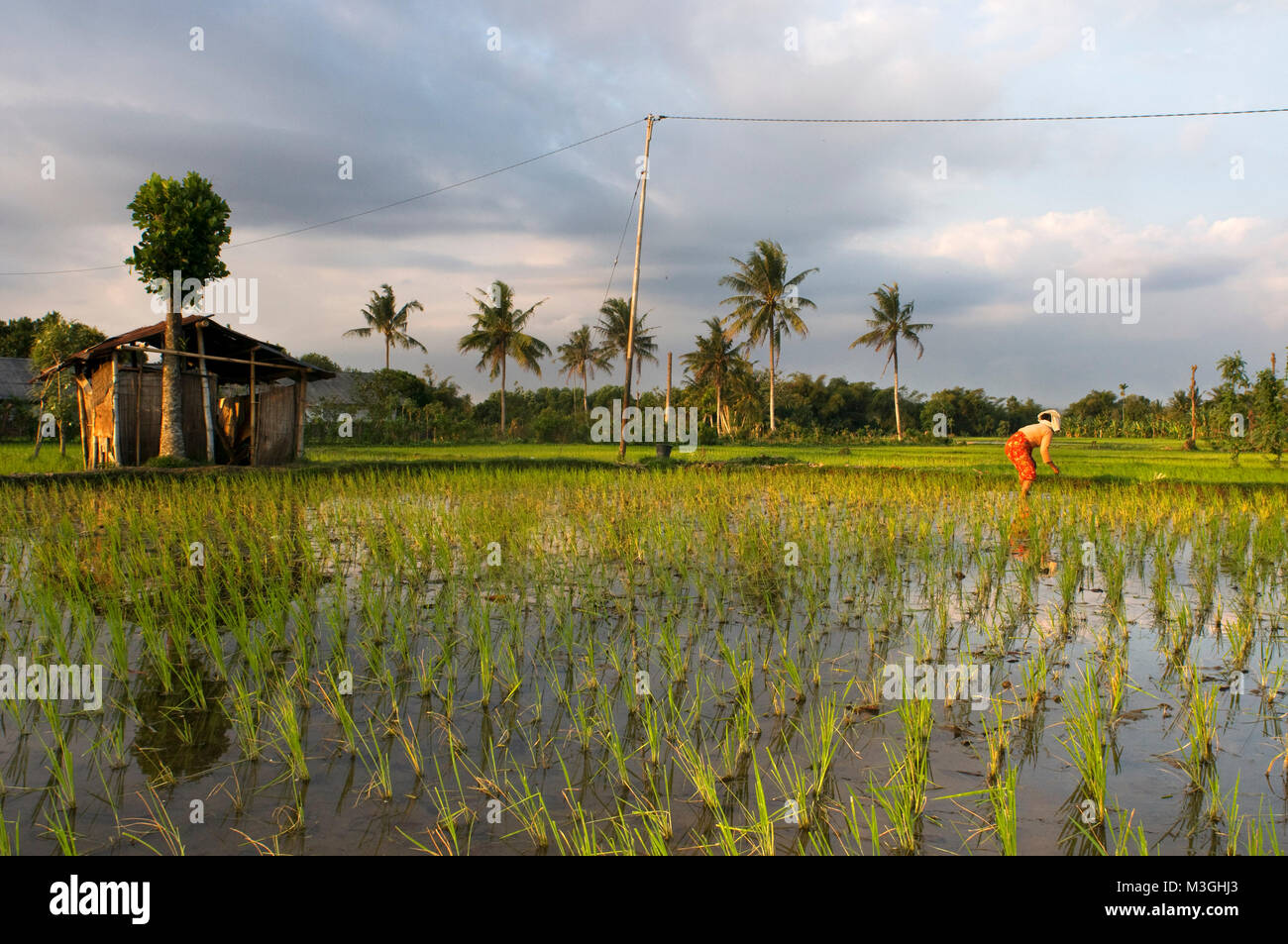Lombok island paddy hi-res stock photography and images - Alamy