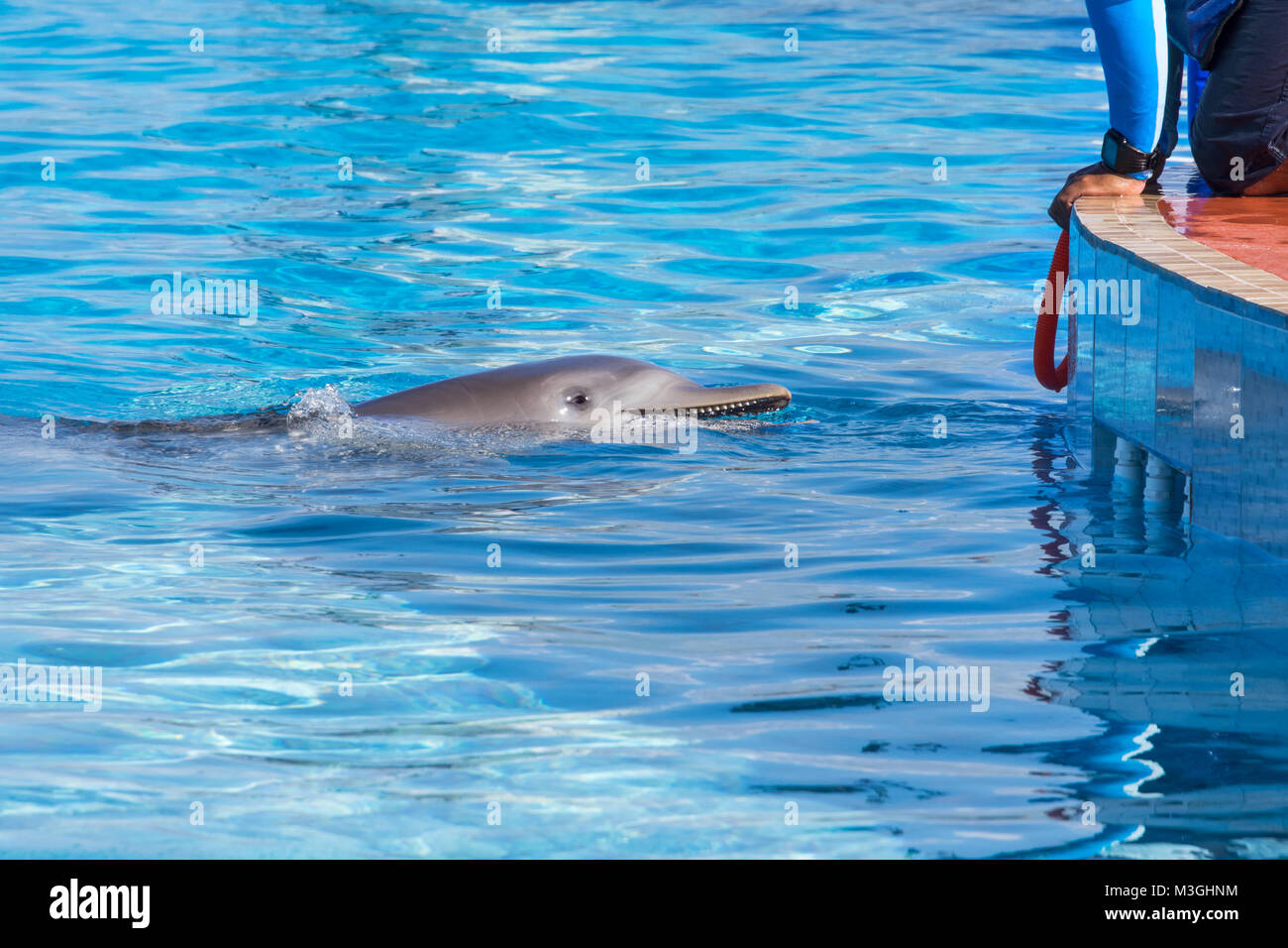 A dolphin swimming to the trainer to get a hoop and play Stock Photo ...