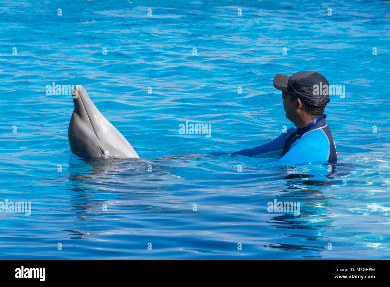 Dolphin Trainer High Resolution Stock Photography and Images - Alamy