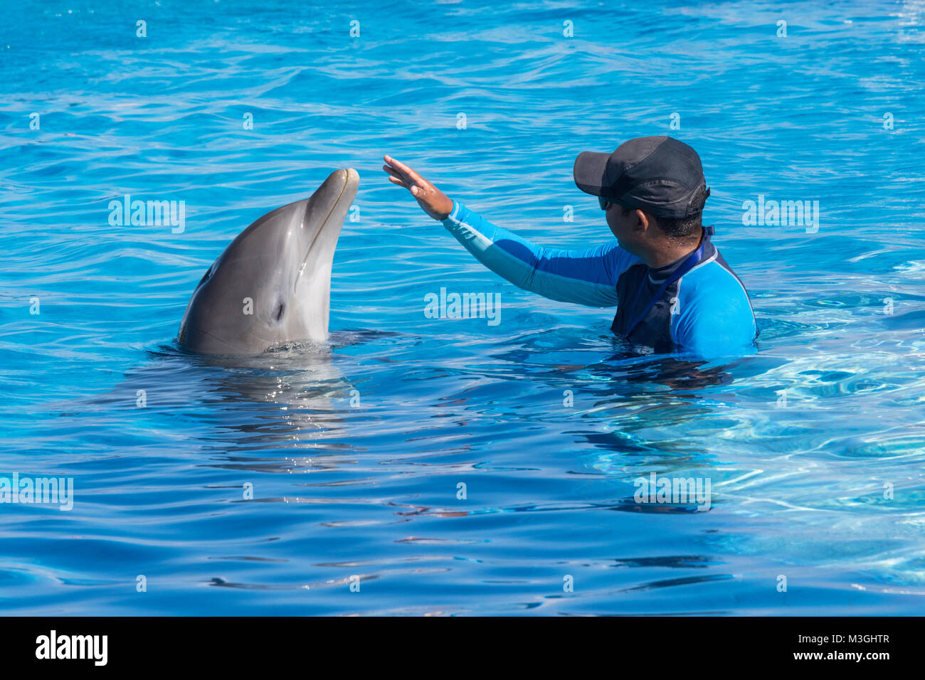 Trainer training a dolphin in the pool Stock Photo - Alamy