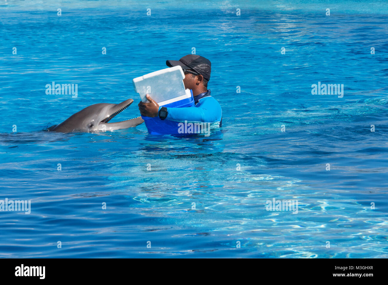 Trainer giving treats to a dolphin during training Stock Photo - Alamy