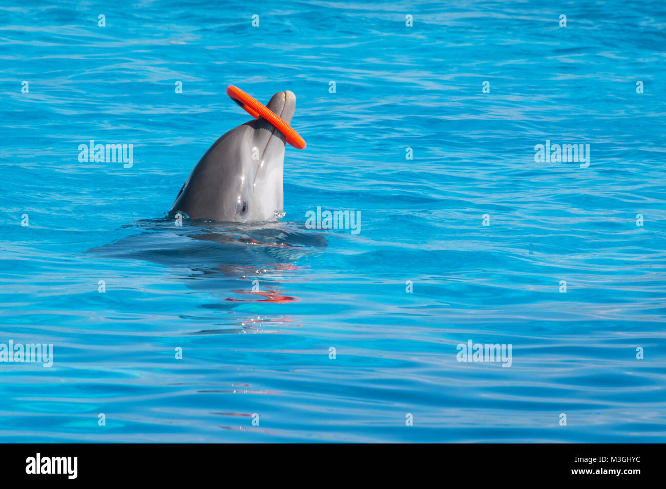 A trained dolphin spinning hoop in the pool Stock Photo - Alamy