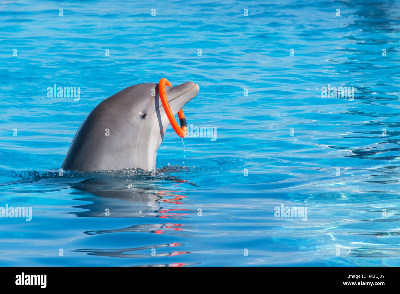 A trained dolphin spinning hoop in the pool Stock Photo - Alamy